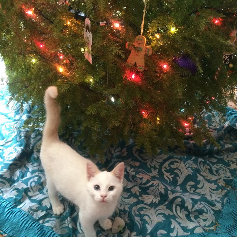 Merry Christmas! Celebrating with a Giveaway and a New Audiobook ...